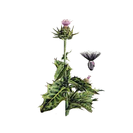 Chardon Marie Bio en gélules - ABC de la Nature : herboristerie ...