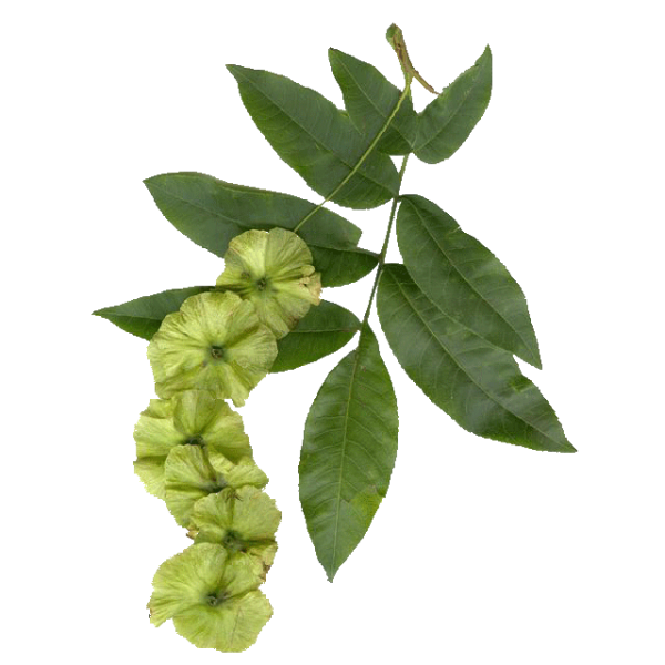 Paliure ou épine du Christ en gélules - ABC de la Nature : herboristerie