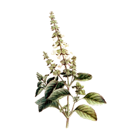Huile essentielle Basilic Tropical Bio, ABC de la Nature aromathérapie