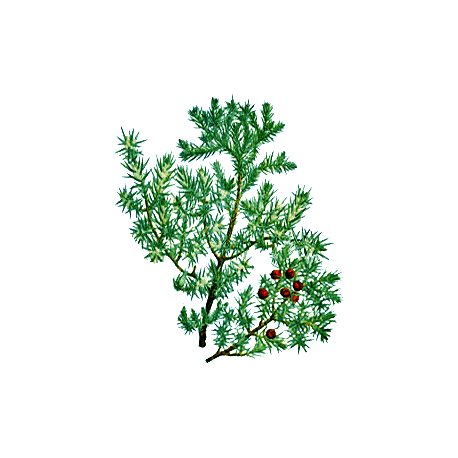 Huile essentielle Cade Bio (Juniperus oxycedrus) - ABC de la Nature