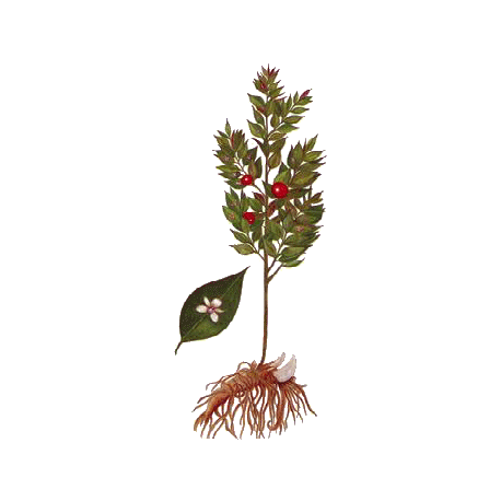 Fragon Bio en gélules - ABC de la Nature : herboristerie, phytothérapie..