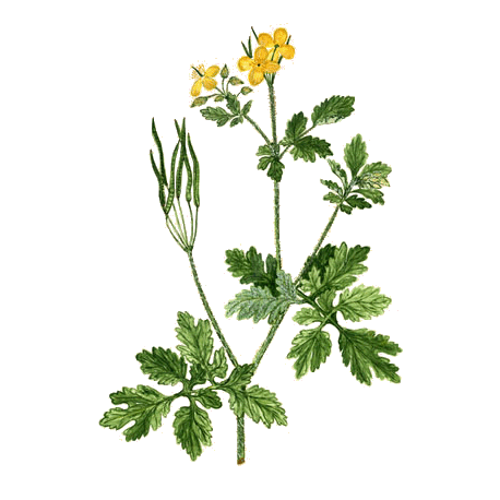 Chelidoine Bio en gélules - ABC de la Nature : herboristerie ...