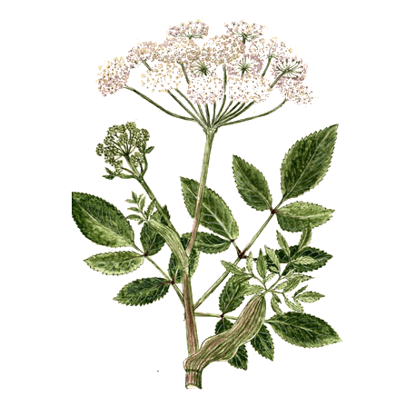 Angelique racine BIO en gélules - ABC de la Nature : herboristerie ...